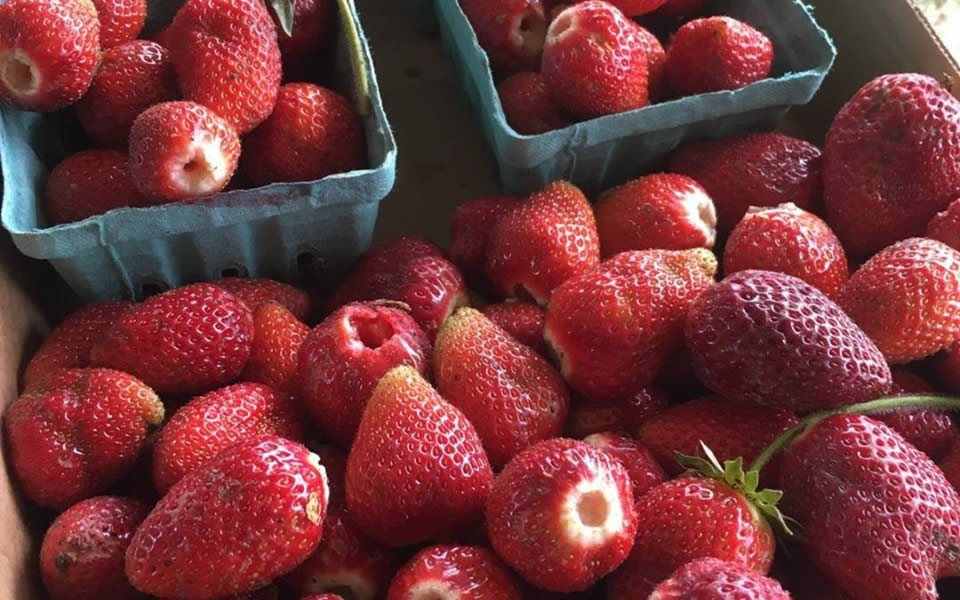 Home - Remlinger Farms Entertaining Kids of All Ages...