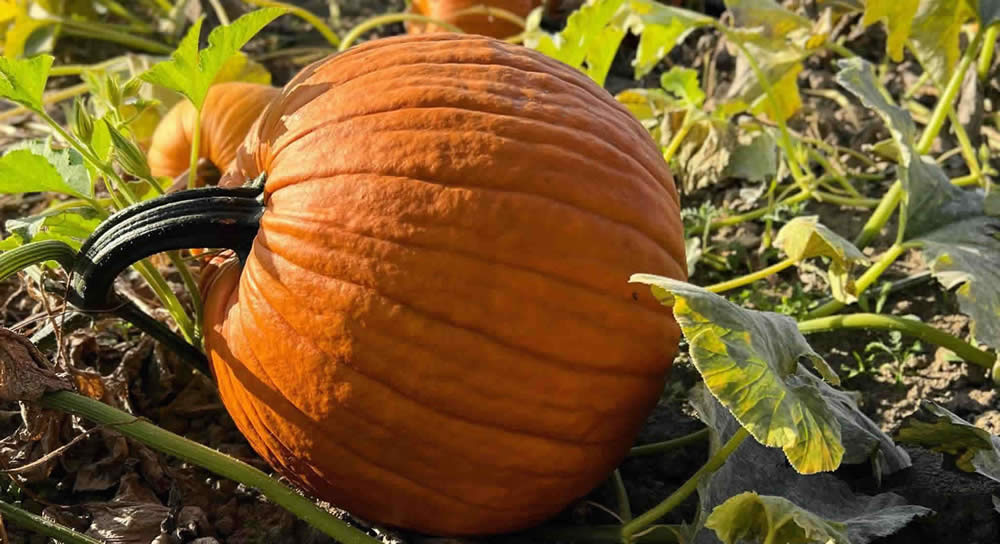 Home - Remlinger Farms Entertaining Kids of All Ages...